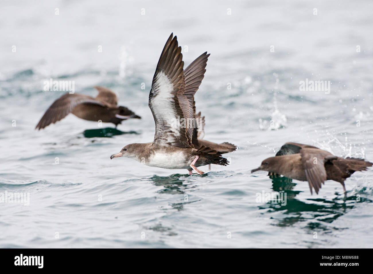 Marc Guyt / www.agami.nl Stock Photo - Alamy