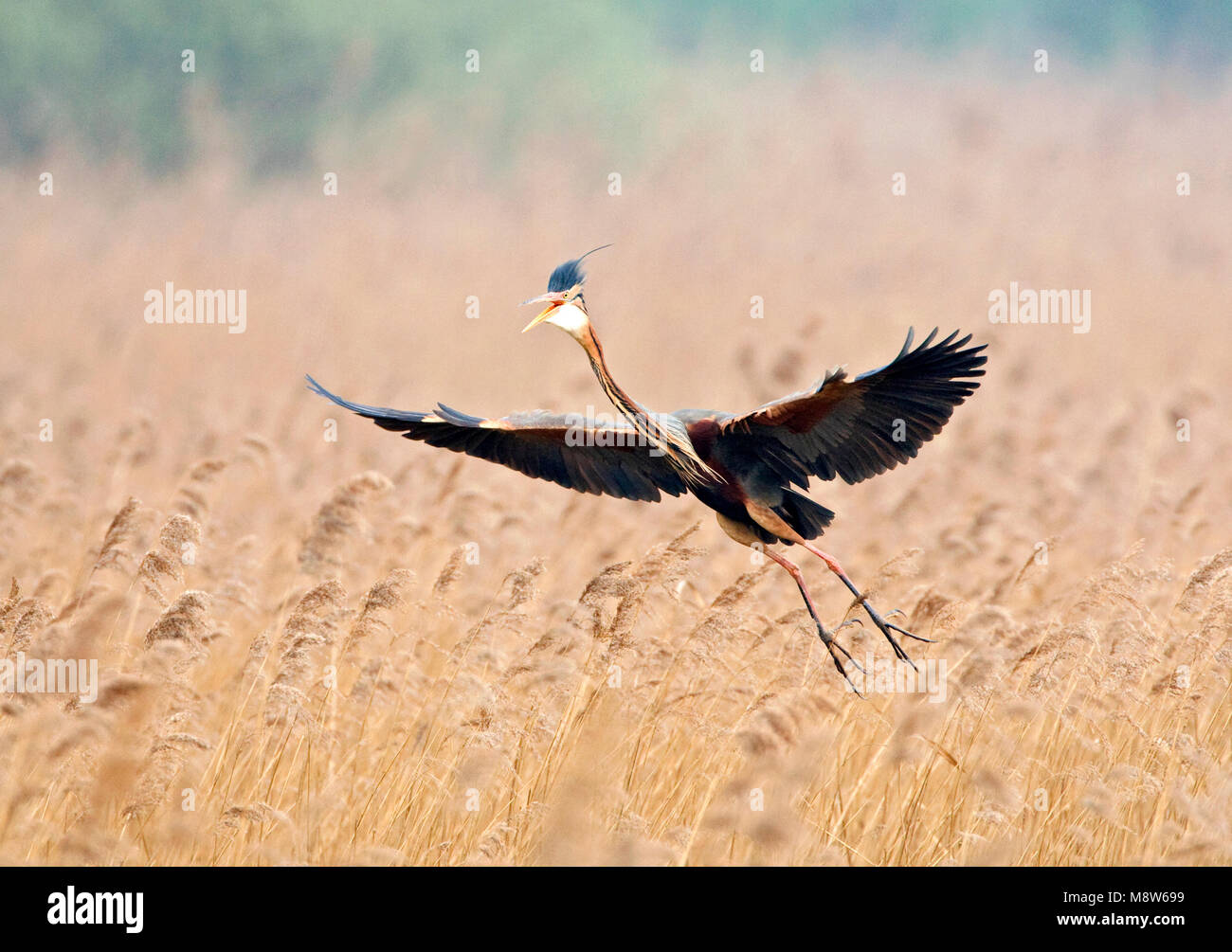 Purpurea hi-res stock photography and images - Alamy