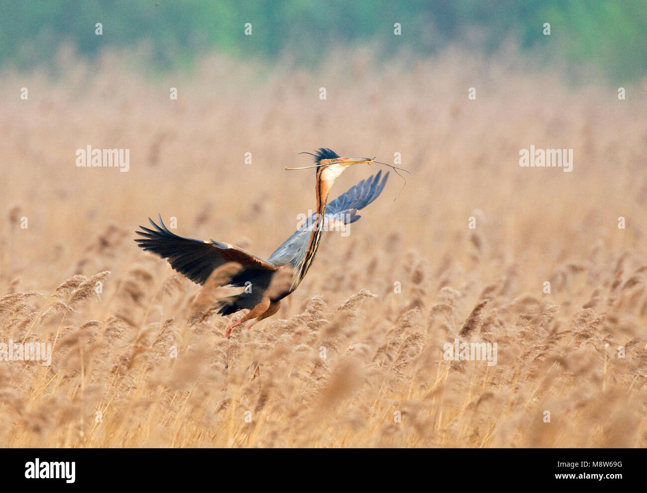 Purperreiger, Purple Heron, Ardea purpurea Stock Photo - Alamy