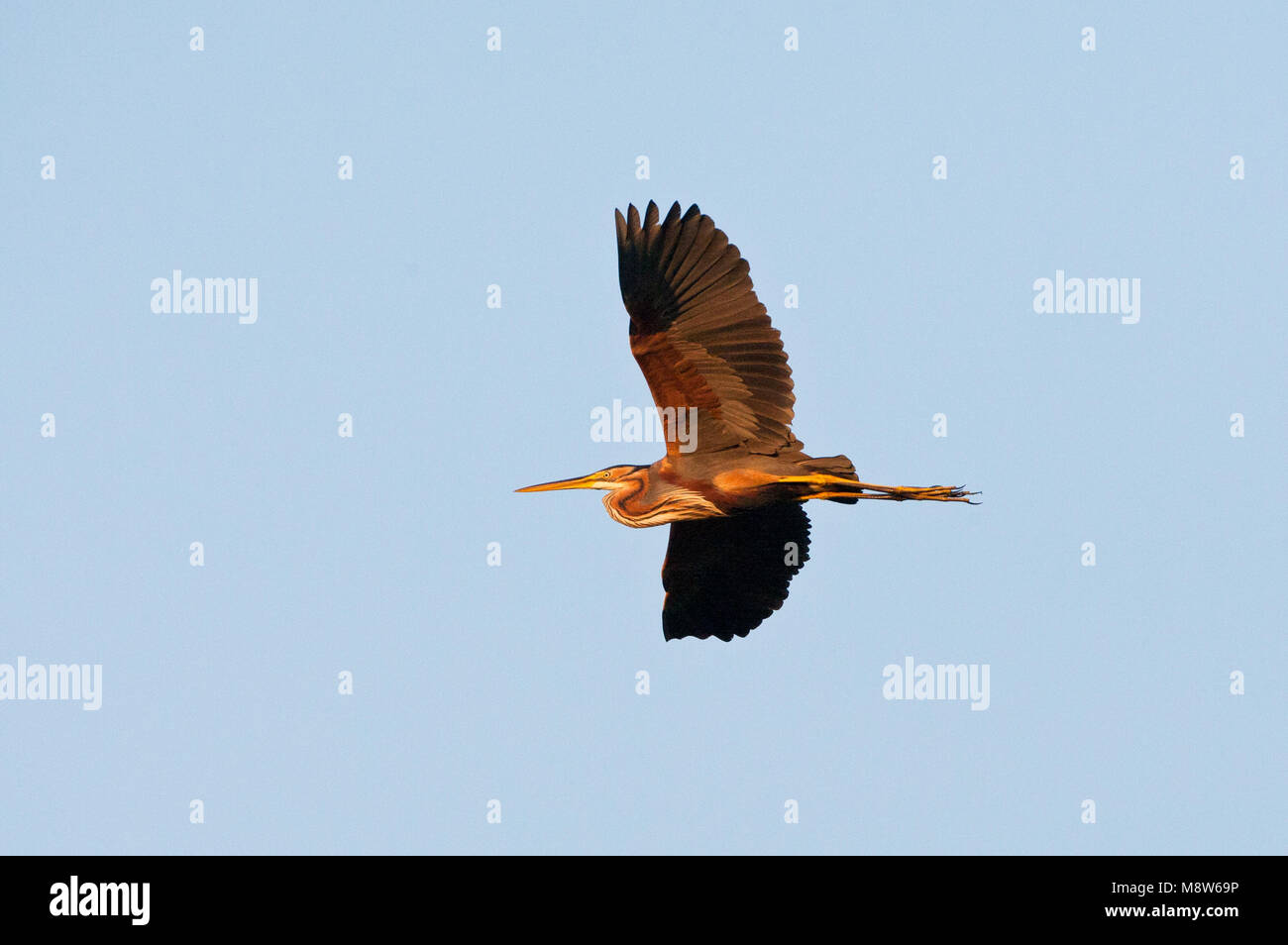Flying adult bird hi-res stock photography and images - Alamy