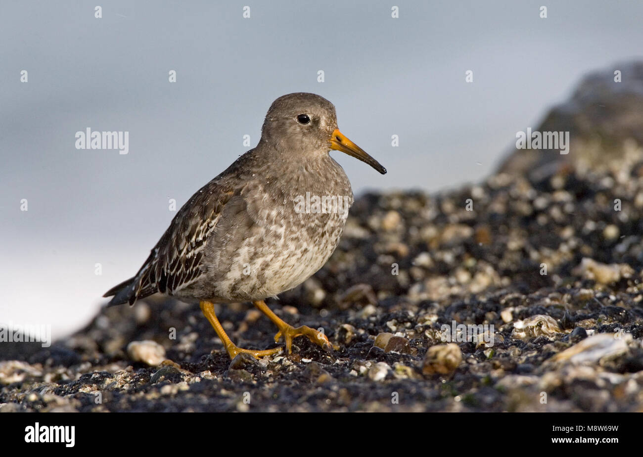 Purple Sandpiper standing; Paarse Strandloper staand Stock Photo - Alamy