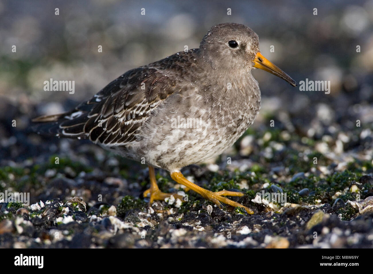 Purple Sandpiper standing; Paarse Strandloper staand Stock Photo - Alamy