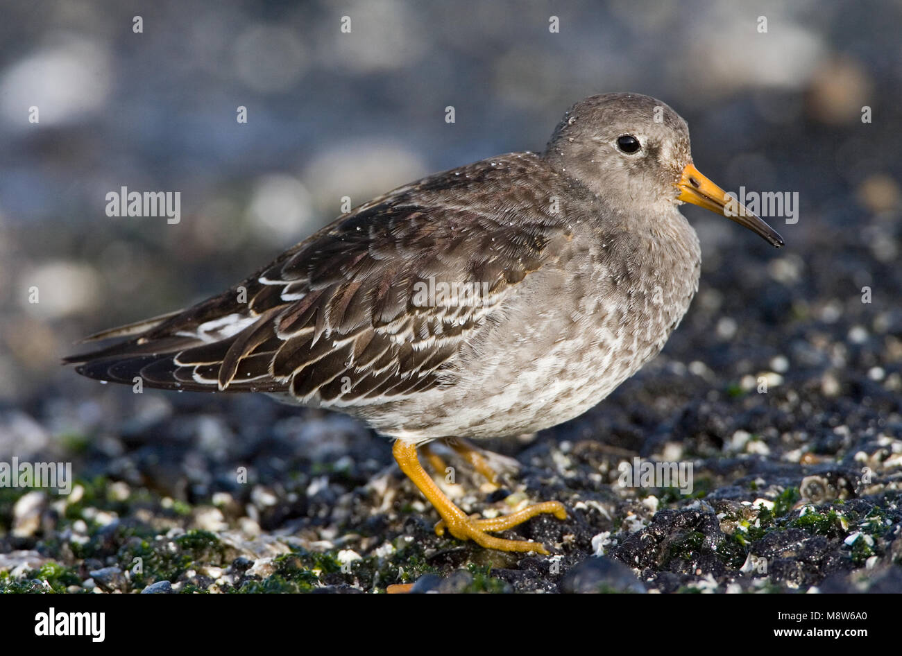 Purple Sandpiper standing; Paarse Strandloper staand Stock Photo - Alamy