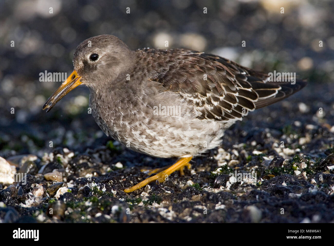 Purple Sandpiper standing; Paarse Strandloper staand Stock Photo - Alamy
