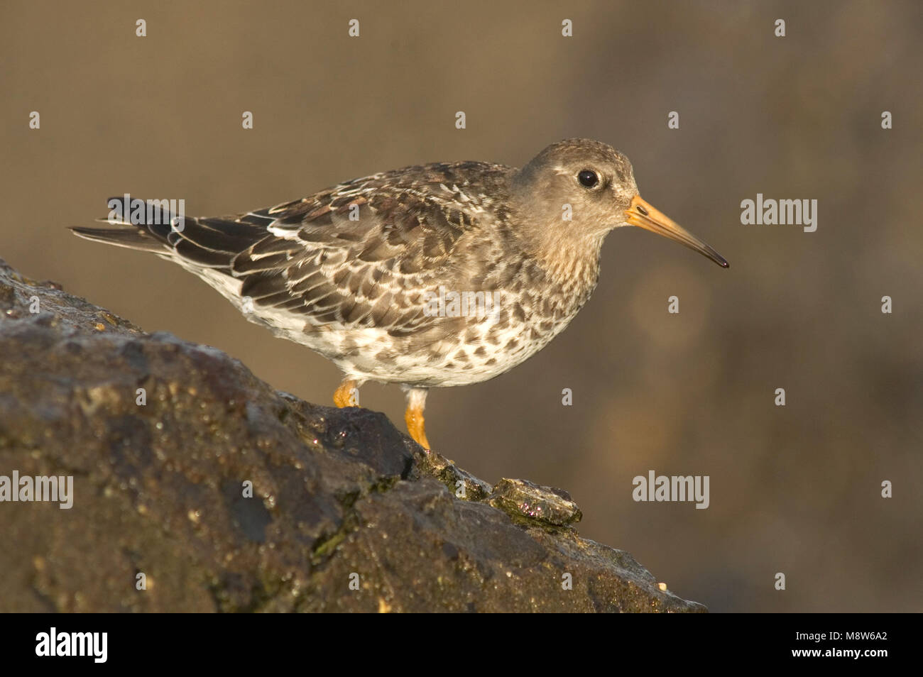 Purple Sandpiper standing; Paarse Strandloper staand Stock Photo - Alamy