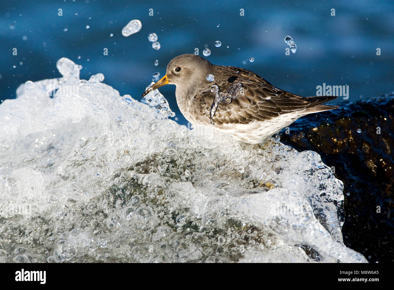 Paarse Strandloper aan de kust; Purple Sandpiper on the coast Stock ...