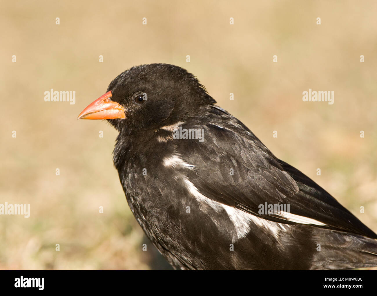 Redbilled buffaloweaver hi-res stock photography and images - Alamy