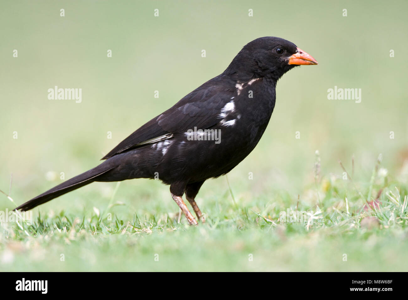 Red billed buffalo weaver bubalornis niger hi-res stock photography and ...