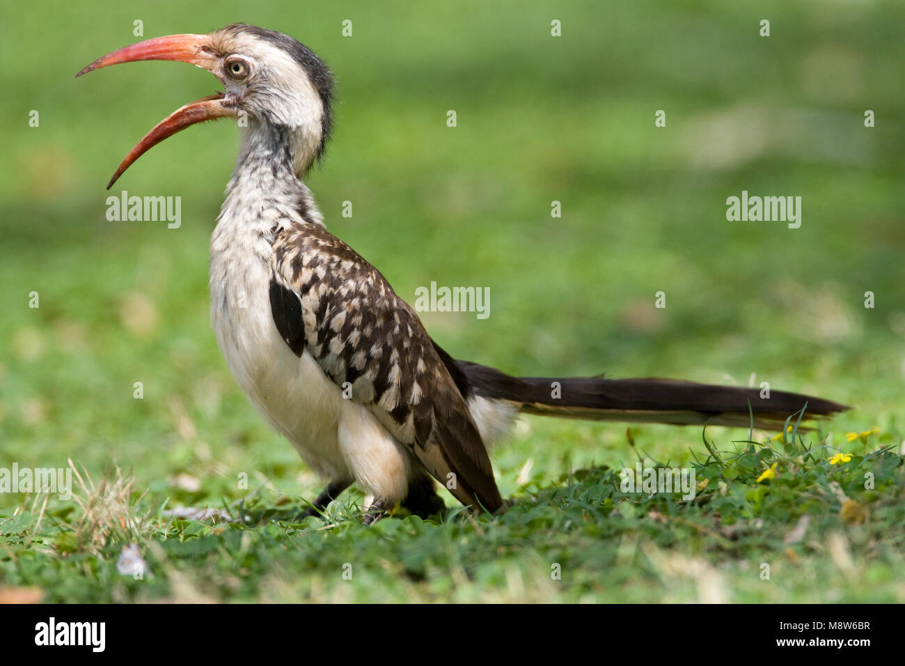 Zuidelijke Roodsnaveltok, Southern Red-billed Hornbill, Tockus ...