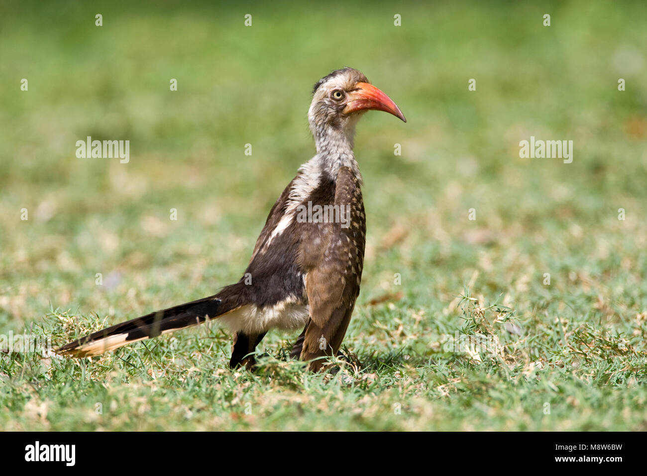 Zuidelijke roodsnaveltok hi-res stock photography and images - Alamy