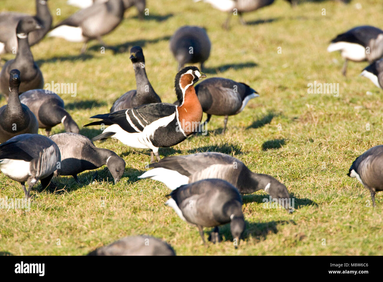 Redbreasted hi-res stock photography and images - Alamy