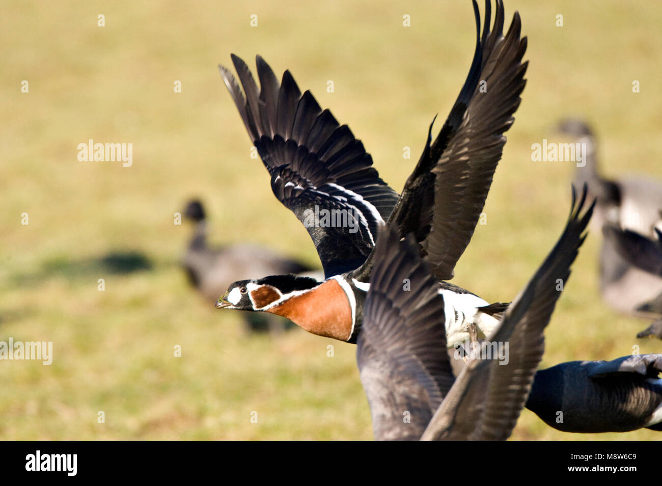 Red breasted goose flight hi-res stock photography and images - Alamy