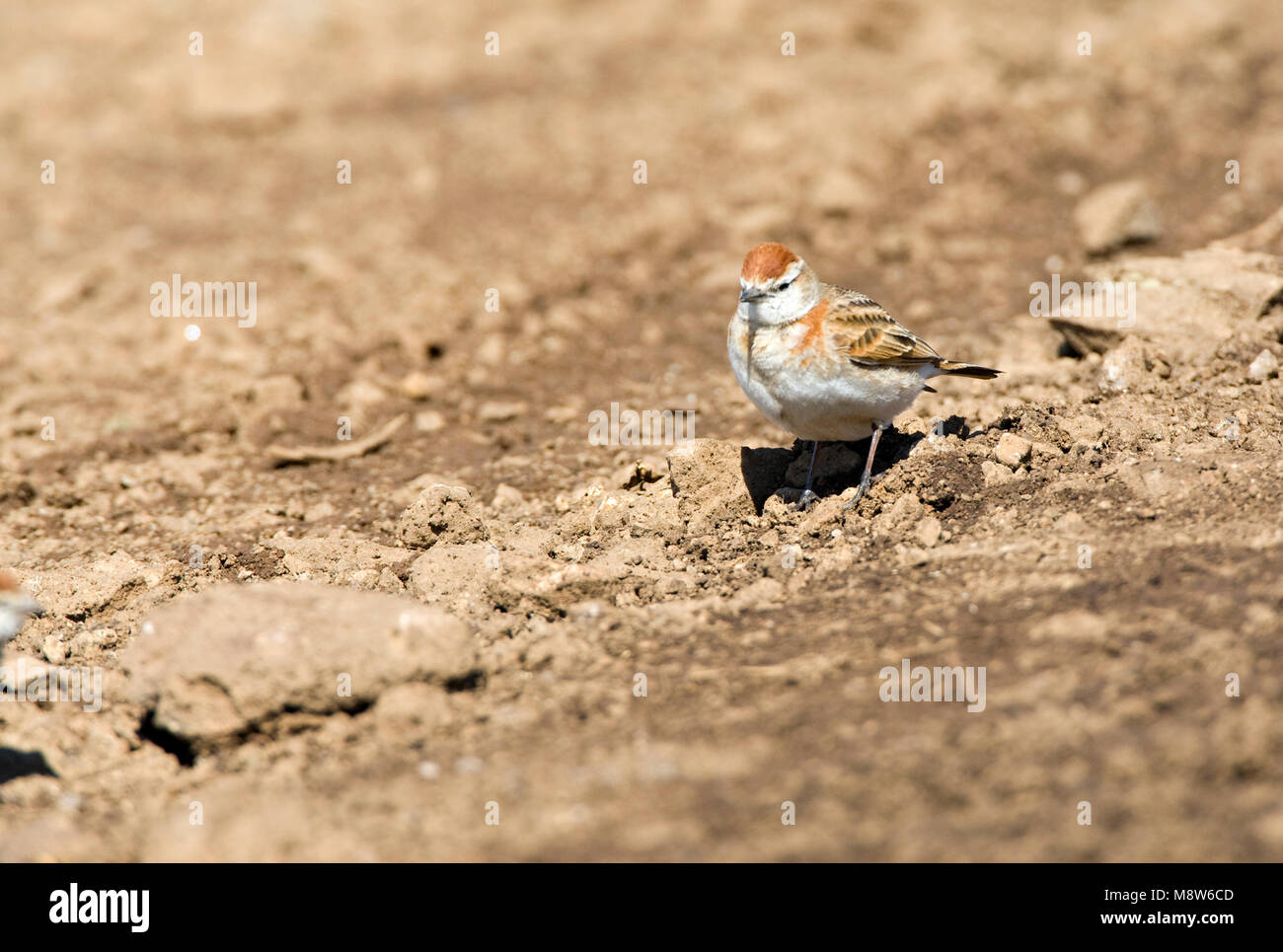 Roodkapleeuwerik hi-res stock photography and images - Alamy