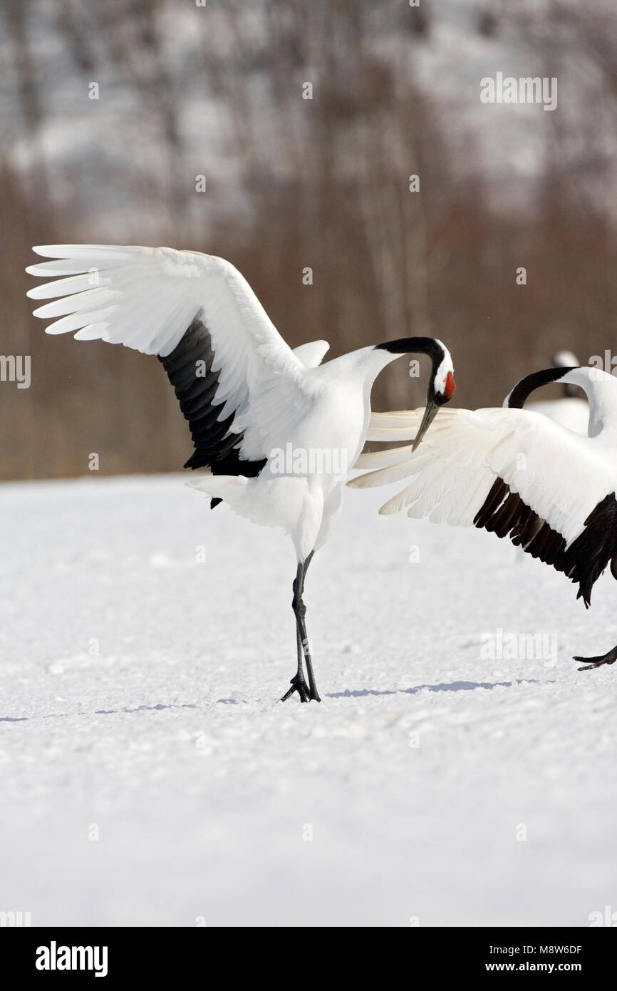 Red crowned Crane Display Chinese Kraanvogel Baltsend Stock Photo Alamy red-crowned-crane-display-chinese-kraanvogel-baltsend-stock-photo-alamy