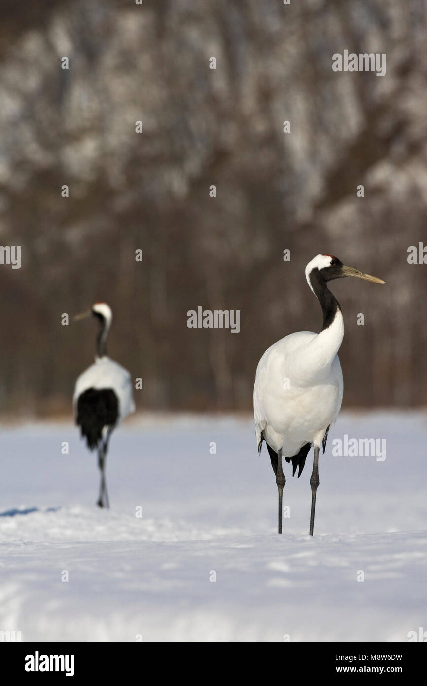 Chinese Kraanvogel, Red-crowned Crane Stock Photo - Alamy
