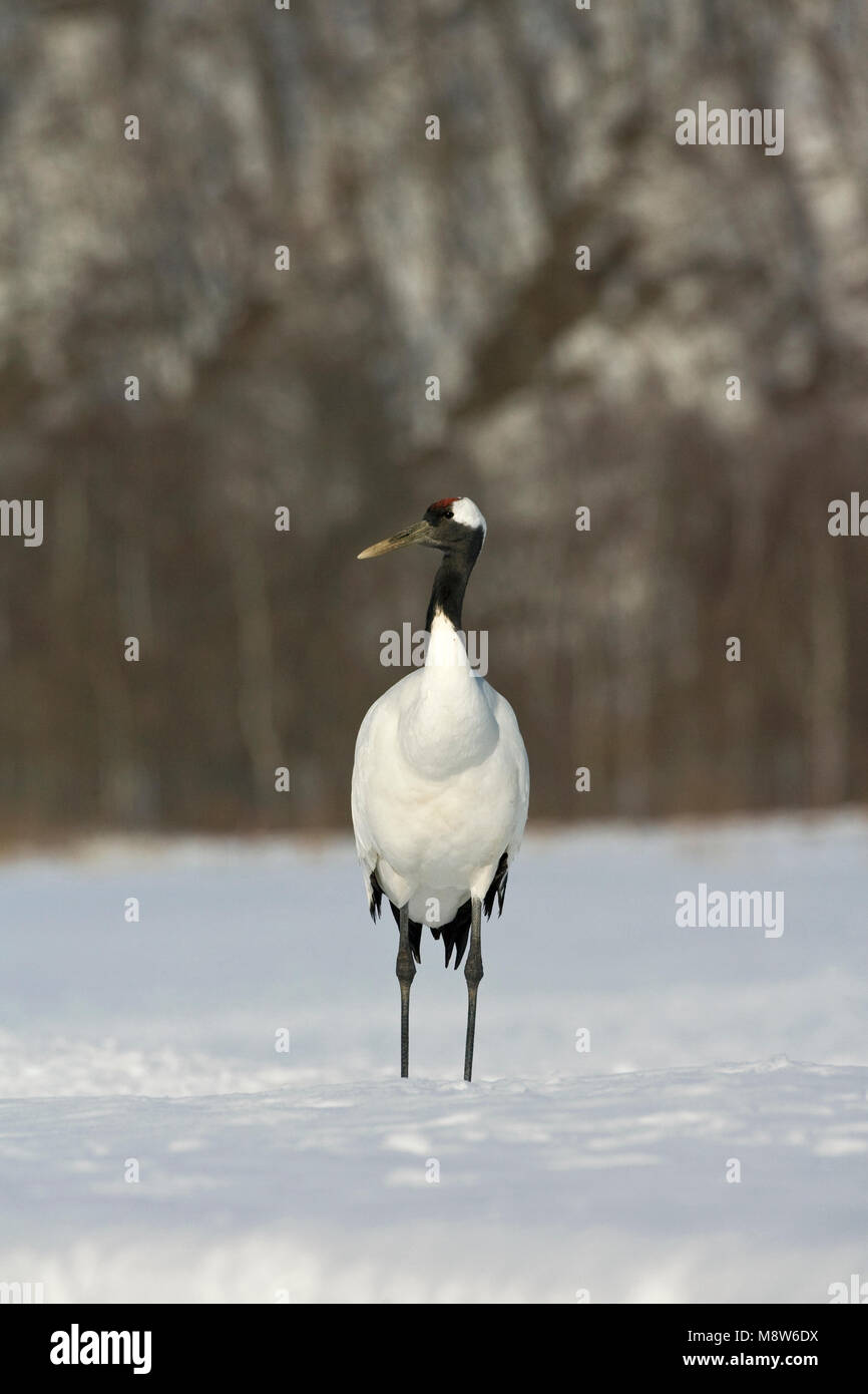 Chinese Kraanvogel, Red-crowned Crane Stock Photo - Alamy