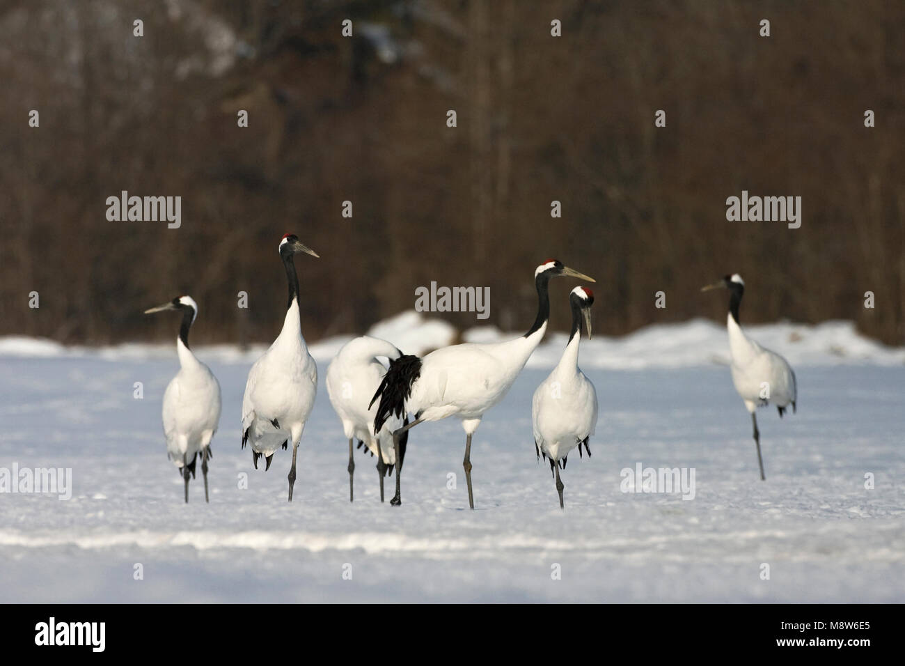 Chinese Kraanvogel, Red-crowned Crane Stock Photo - Alamy