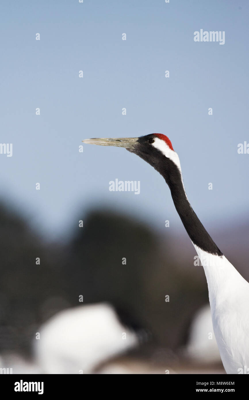Chinese Kraanvogel; Red-crowned Crane Stock Photo - Alamy