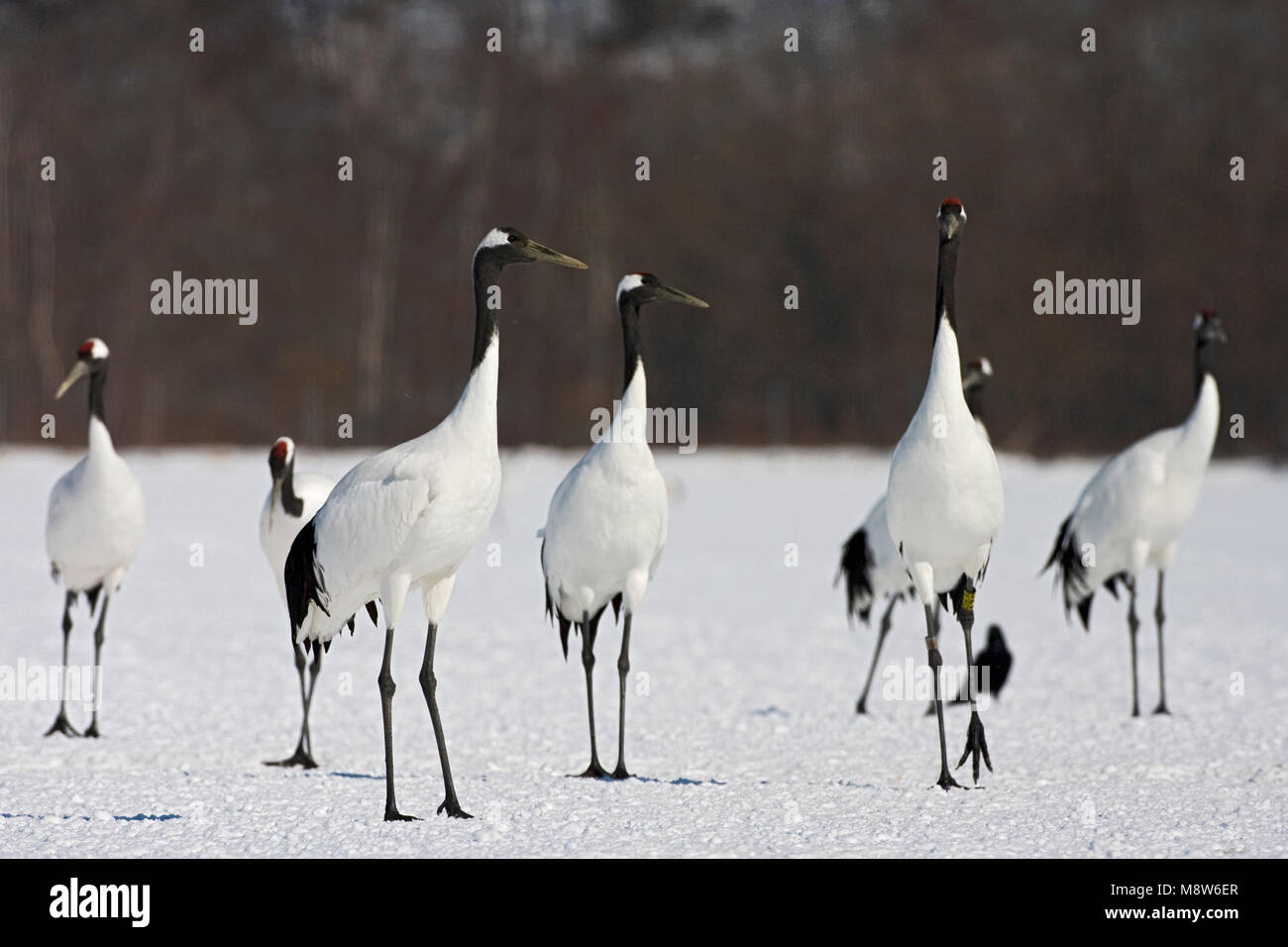 Chinese Kraanvogel; Red-crowned Crane Stock Photo - Alamy