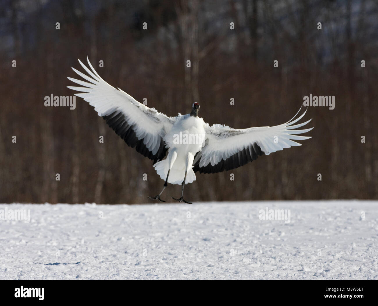 Chinese Kraanvogel; Red-crowned Crane Stock Photo - Alamy