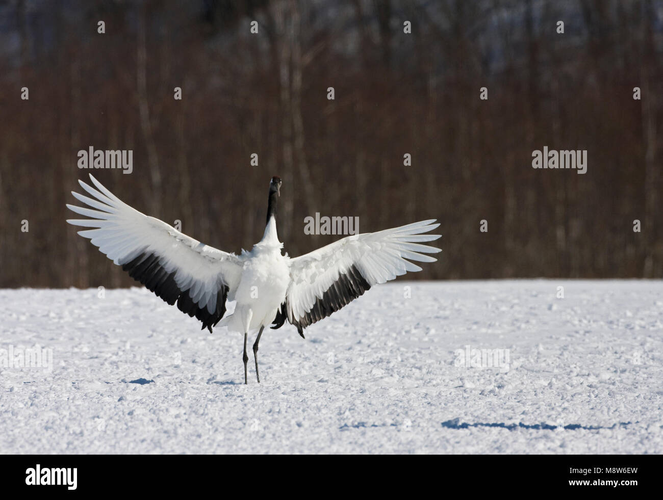 Chinese Kraanvogel; Red-crowned Crane Stock Photo - Alamy