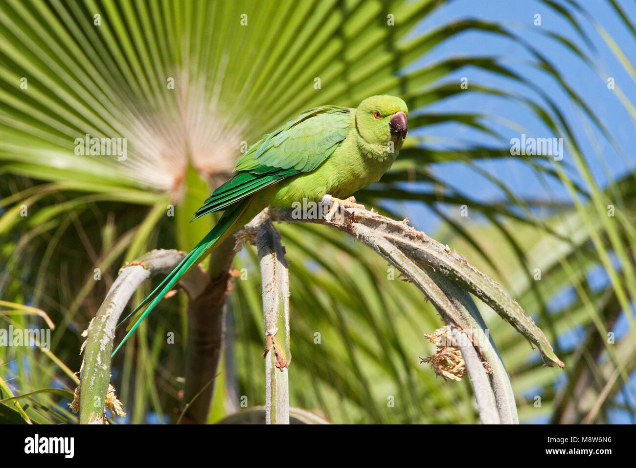 Psittacula hi-res stock photography and images - Alamy