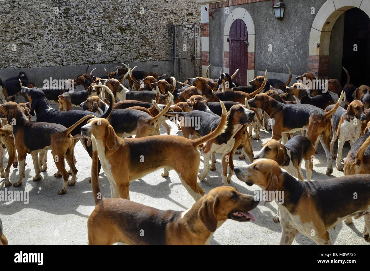 Cheverny, Loire Valley, France. 26 June 2017 at 12:00. Hunting dogs of ...