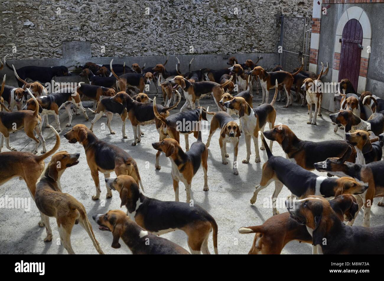 Cheverny, Loire Valley, France. 26 June 2017 at 12:00. Hunting dogs of ...