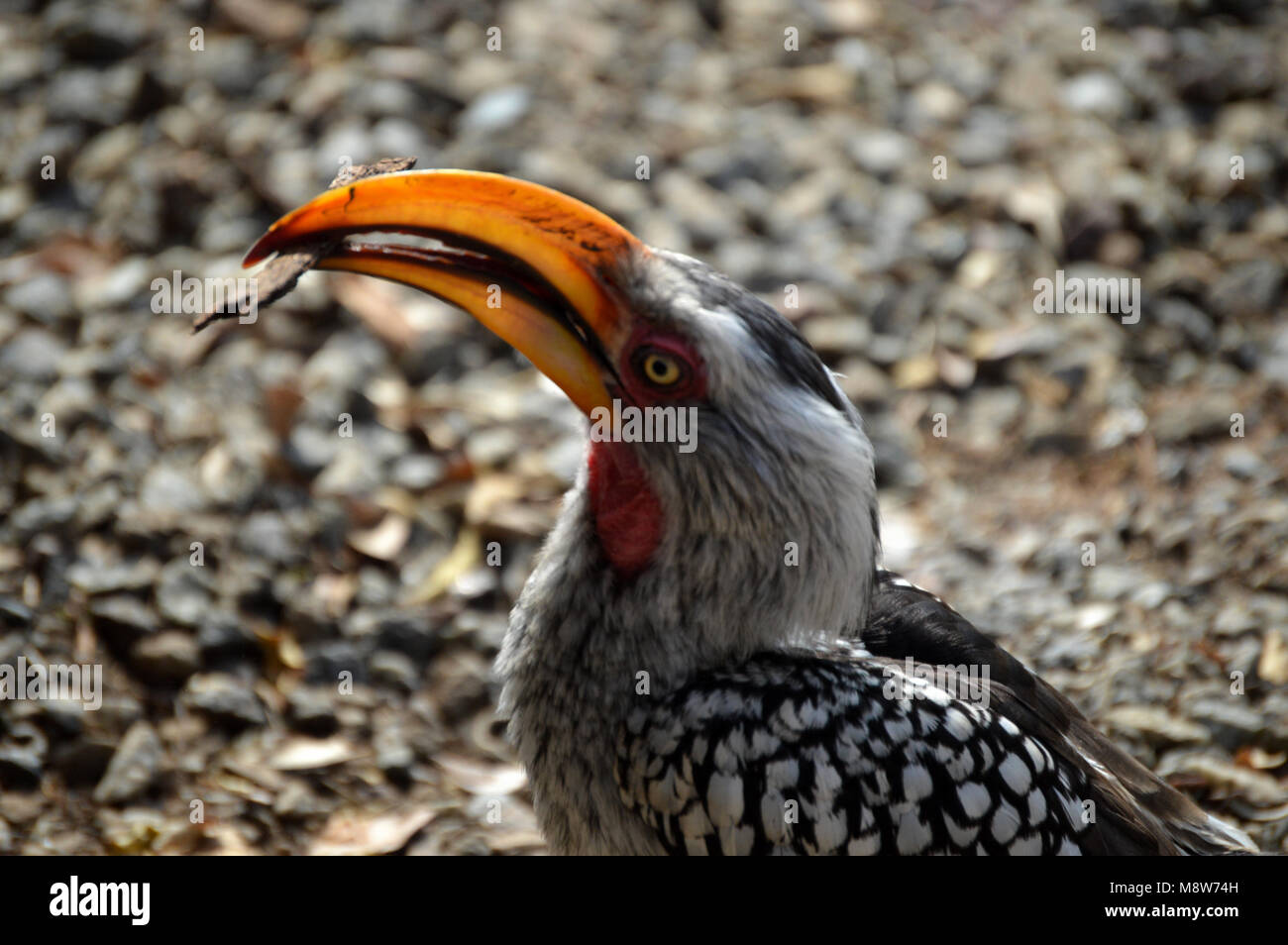 African Southern Yellowbilled Hornbill (Tockus leucomelas Stock Photo ...