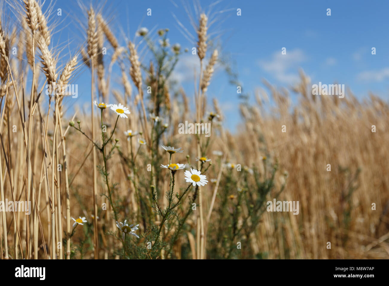 Chamomile farming hi-res stock photography and images - Alamy