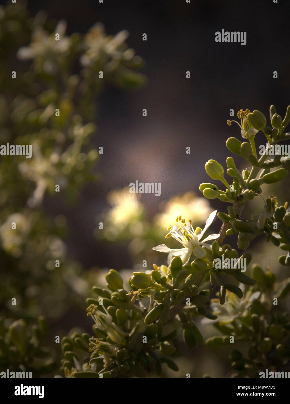 Bushy Bean Caper High Resolution Stock Photography and Images - Alamy