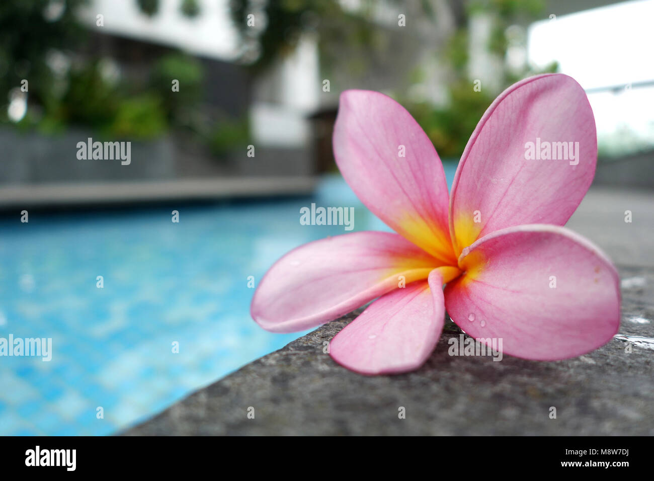 Perfect one pink Plumeria flower on ceramic tile border of swimming ...