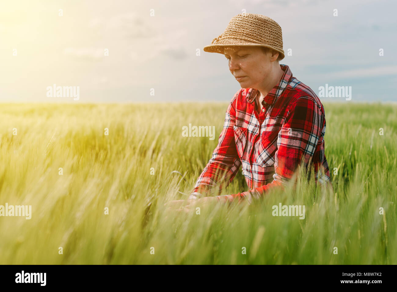 Female farmer examining wheat crops, farm worker controls plant ...