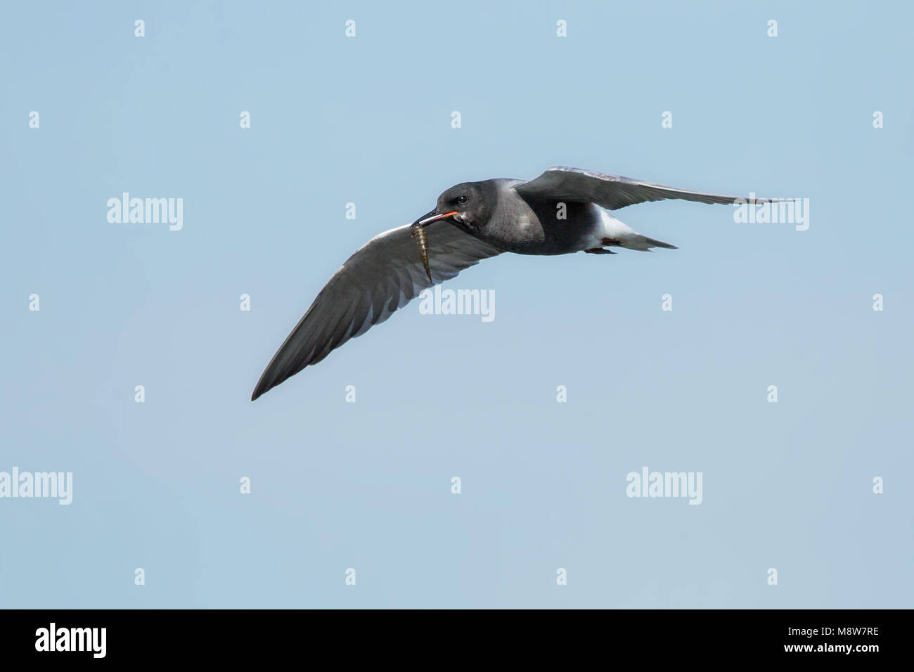 Zwarte Stern in vlucht met vis; Black Tern in flight with fish Stock ...
