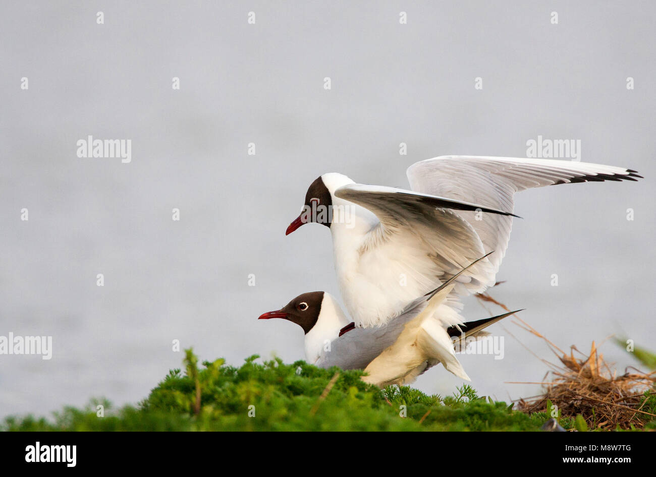 Couple mating hi-res stock photography and images - Alamy