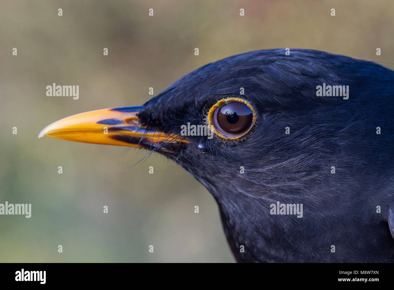 Merel man portret; Eurasian Blackbird male portrait Stock Photo - Alamy