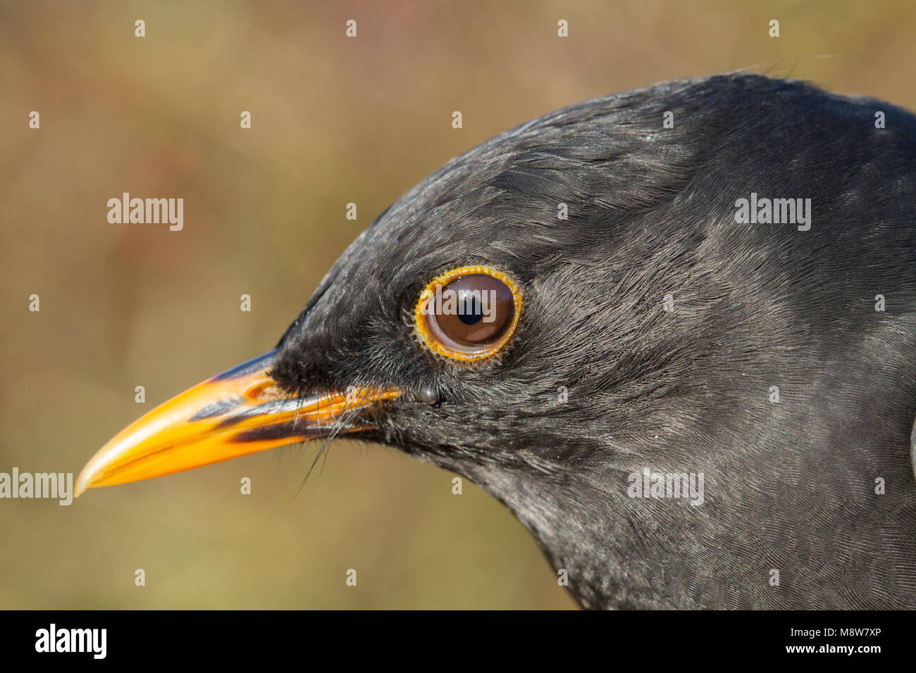 Banded bird hi-res stock photography and images - Alamy