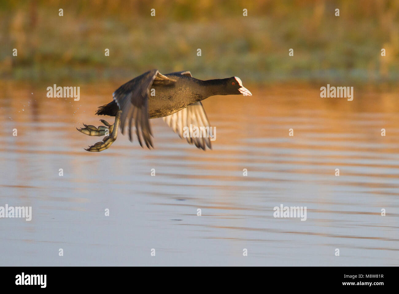 Vliegende adult hi-res stock photography and images - Alamy