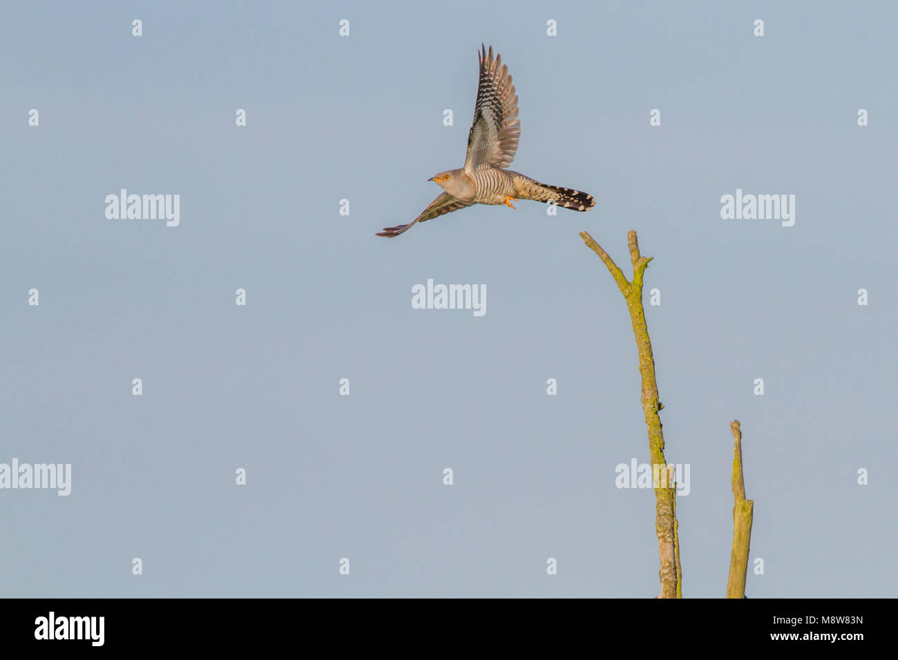 Cuckoo flying hi-res stock photography and images - Alamy