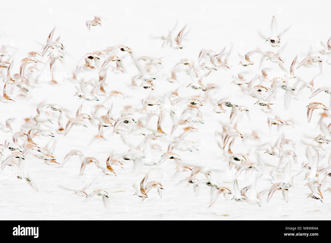 Strandlopers High Resolution Stock Photography and Images - Alamy