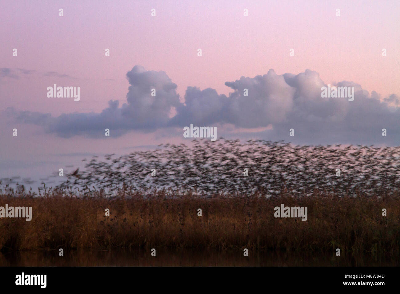 Zwerm spreeuwen vliegend boven krietkraag; Common Starling flock flying ...