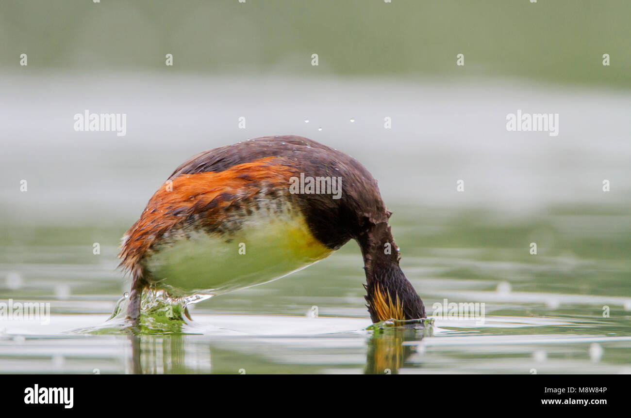 Duikende volwassen Geoorde Fuut, Black-necked Grebe adult diving Stock ...