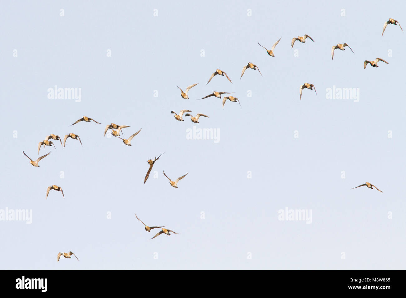 Goudplevier groep vliegend; European Golden Plover flock flying Stock ...