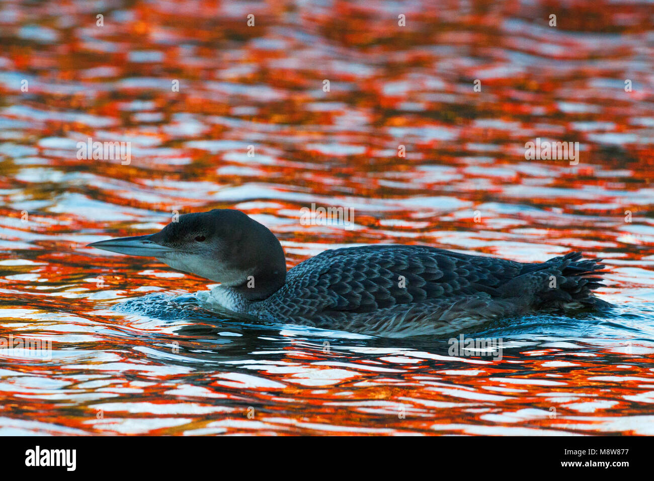 IJsduiker zwemmend in Nederlandse stad; Great Northern Diver swimming ...