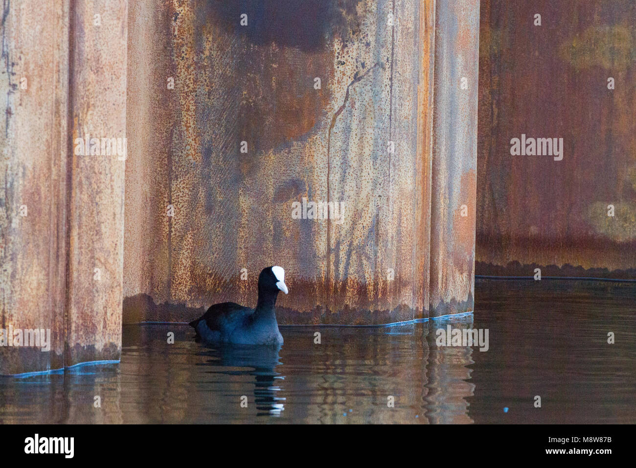 Eurasian Coot in urban environment Stock Photo - Alamy