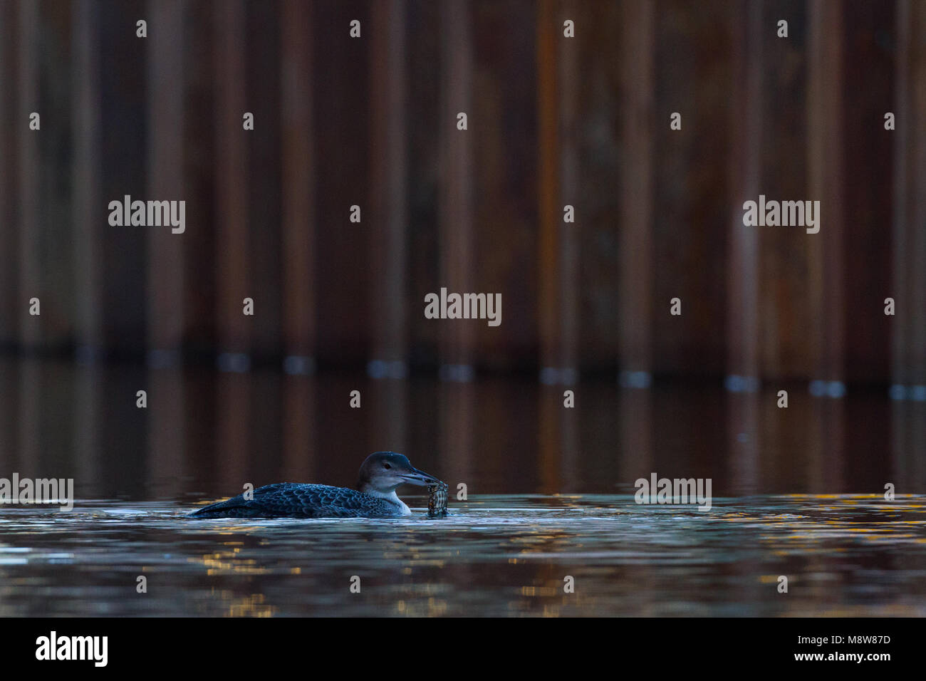 IJsduiker zwemmend in Nederlandse stad; Great Northern Diver swimming ...