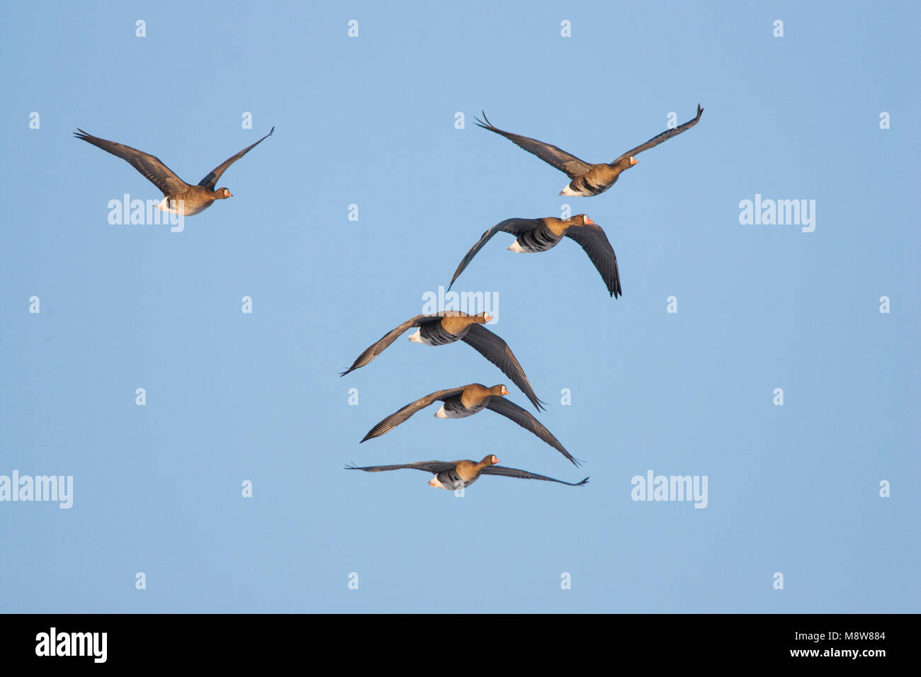 Kolgans hi-res stock photography and images - Alamy