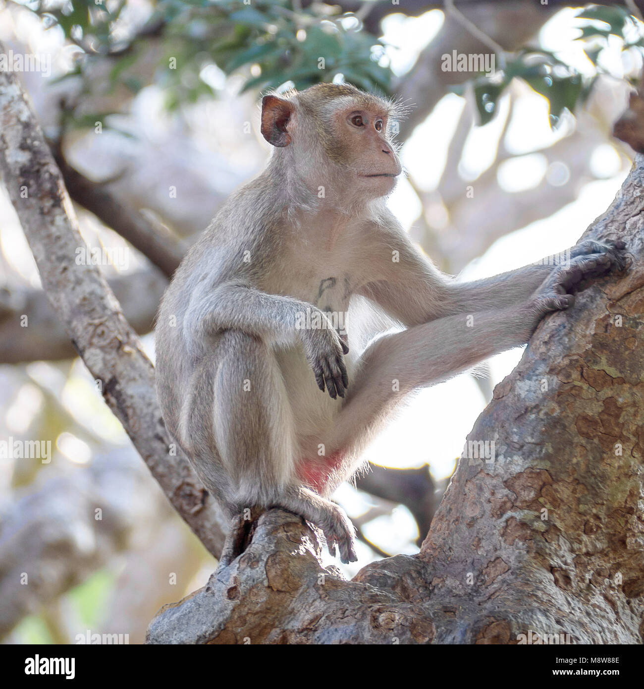 monkey sitting on tree in Thailand Stock Photo - Alamy