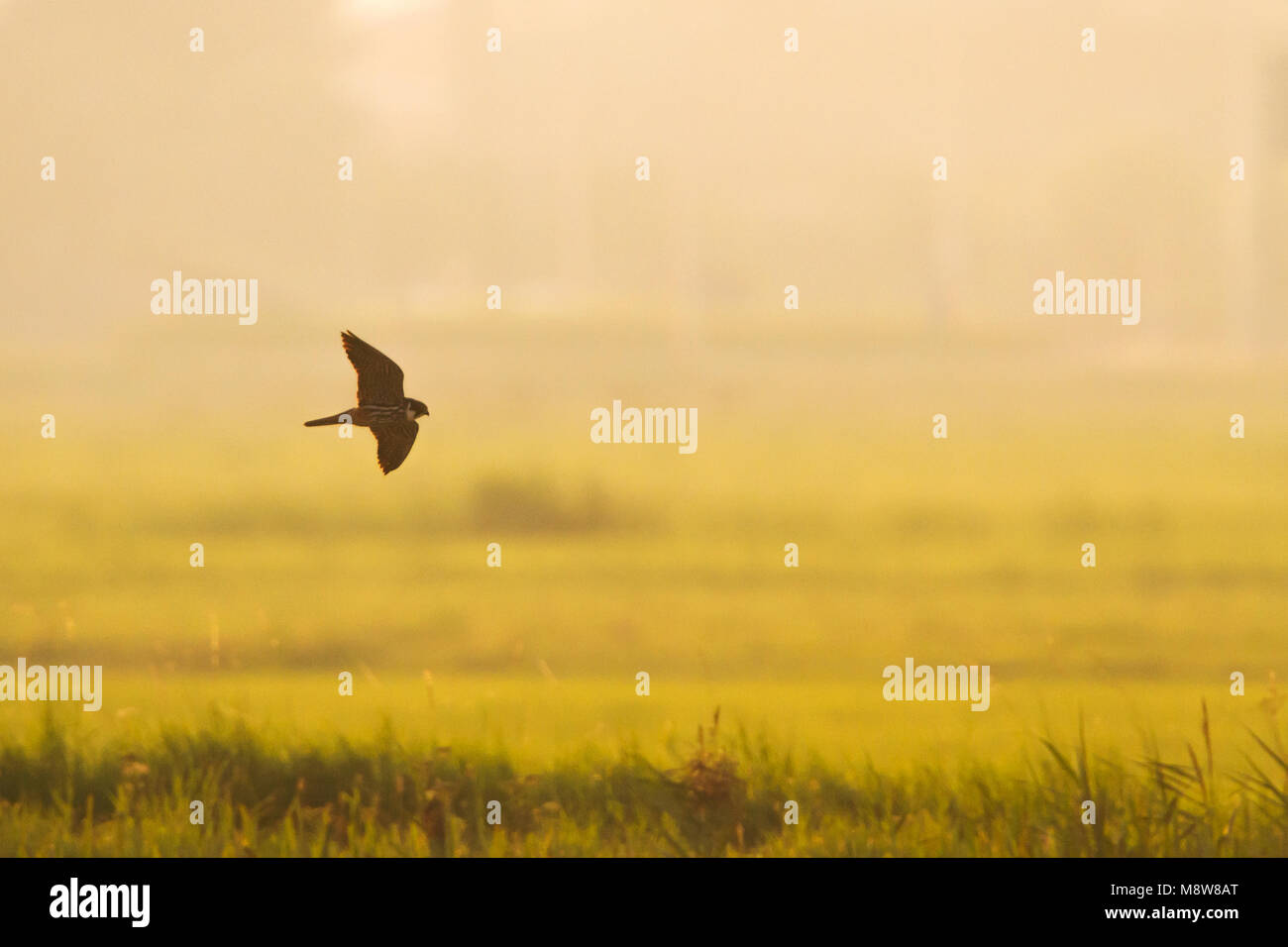 Eurasian Hobby in flight Stock Photo - Alamy