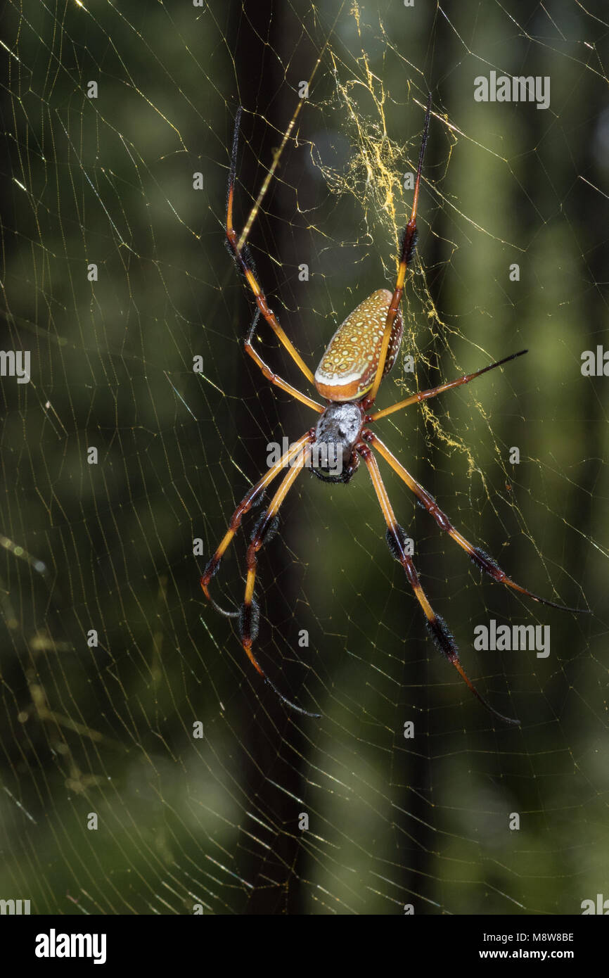 Female golden orb weaver hi-res stock photography and images - Alamy